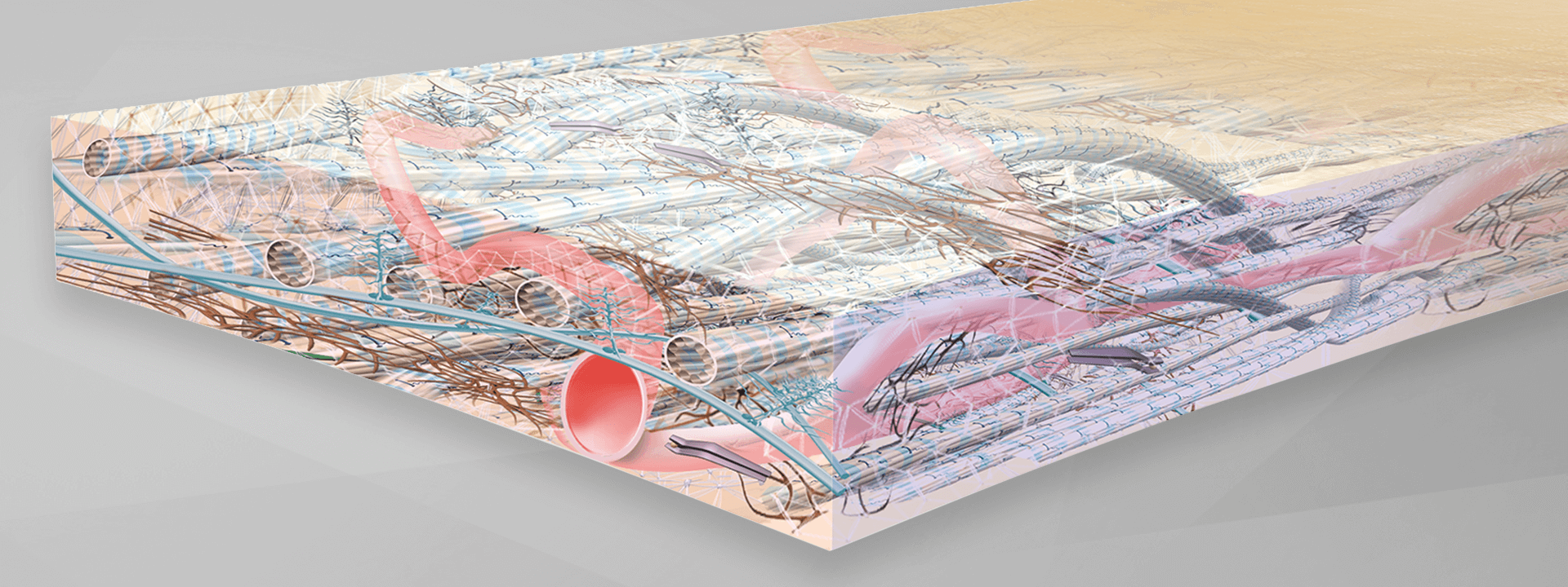 NovoMatrix: Camlog Biomaterial zur Weichgewebe Regeneration